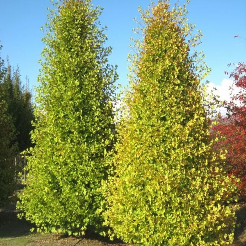 GINKGO PROFESSOR M SENELLE – Knippel Garden Centre