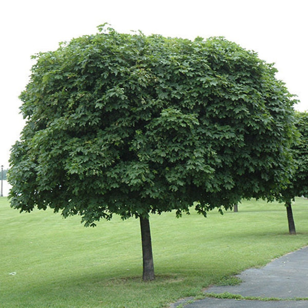 MAPLE GLOBE – Knippel Garden Centre
