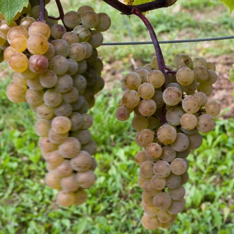 GRAPE ST.PEPIN – Knippel Garden Centre