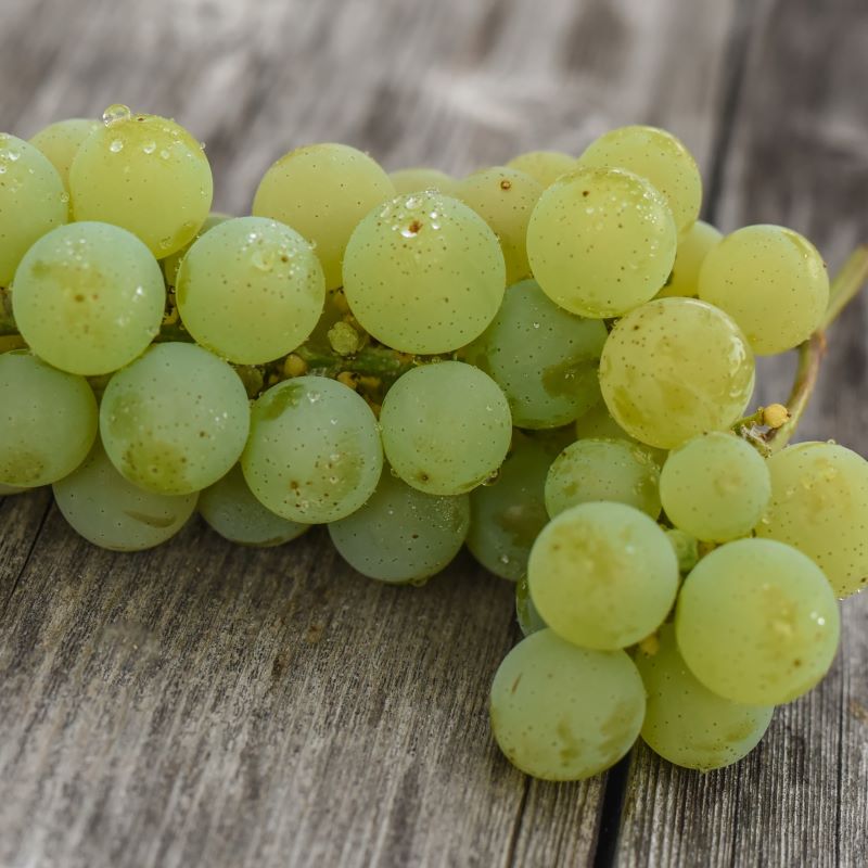 GRAPE TANGO – Knippel Garden Centre