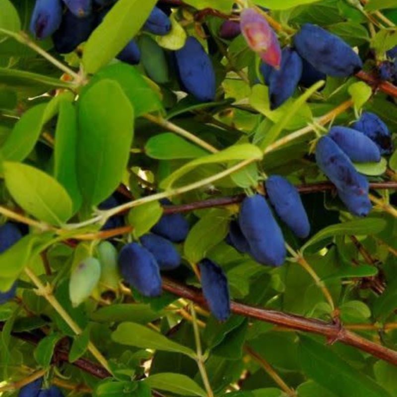 HASKAP POLAR JEWEL – Knippel Garden Centre