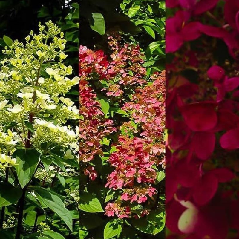 HYDRANGEA FIRE&ICE – Knippel Garden Centre