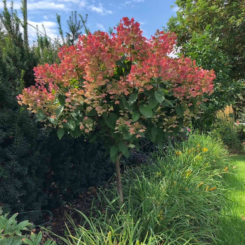 Hydrangea Quick Fire Knippel Garden Centre 2668