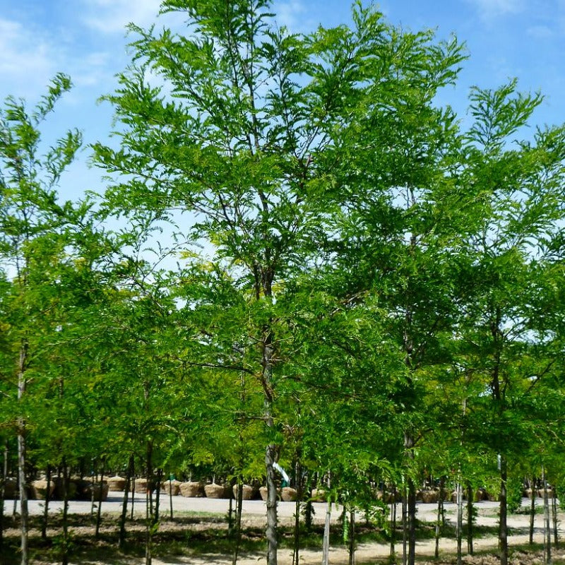 HONEY LOCUST IMPERIAL – Knippel Garden Centre