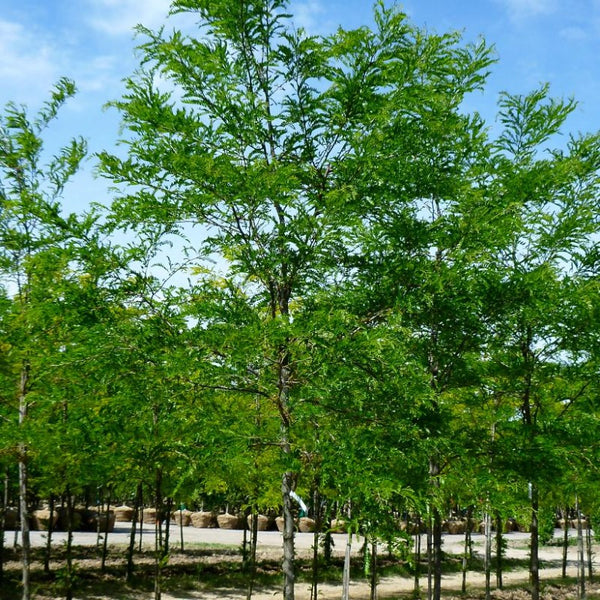 HONEY LOCUST IMPERIAL – Knippel Garden Centre