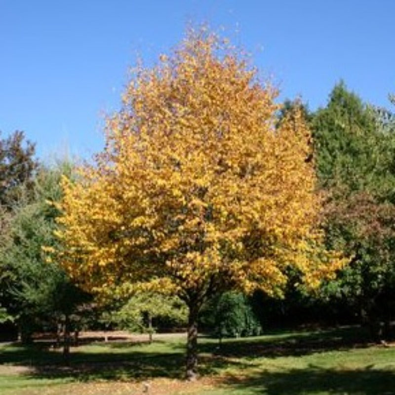 IRONWOOD – Knippel Garden Centre