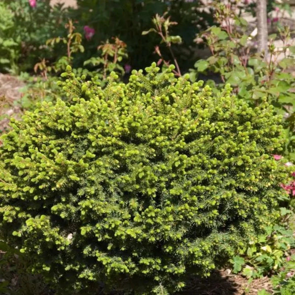 Standard and Ornamental Trees – Knippel Garden Centre