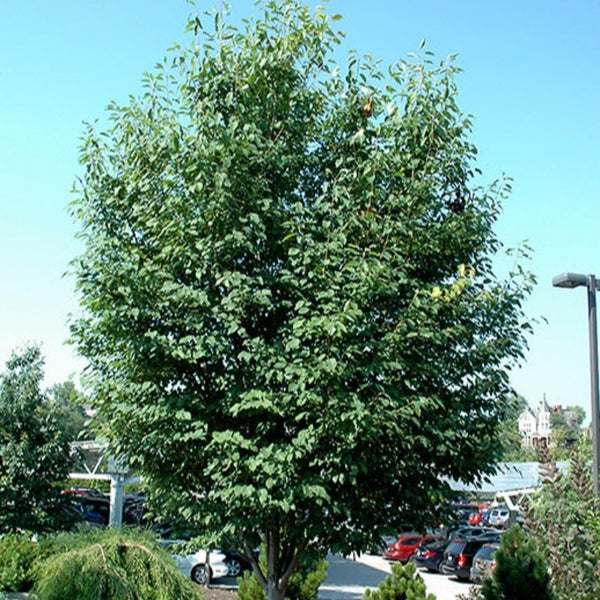 Flowering Trees – Knippel Garden Centre