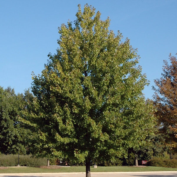 MAPLE MARMO – Knippel Garden Centre