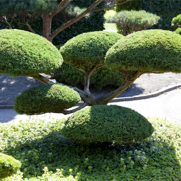 Evergreen Shrubs and Hedging – Knippel Garden Centre