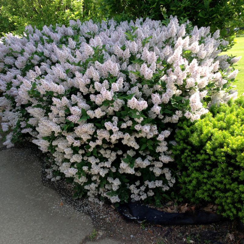 LILAC MISS KIM – Knippel Garden Centre