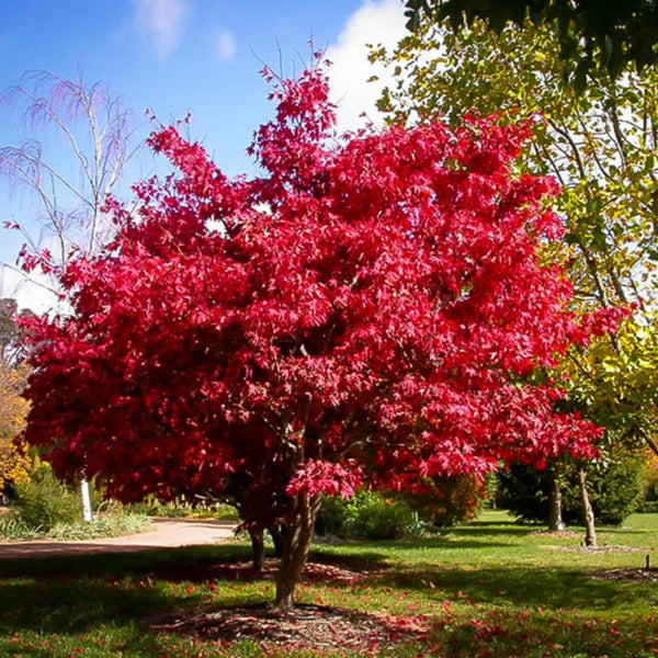 MAPLE NORTHERN GLOW – Knippel Garden Centre