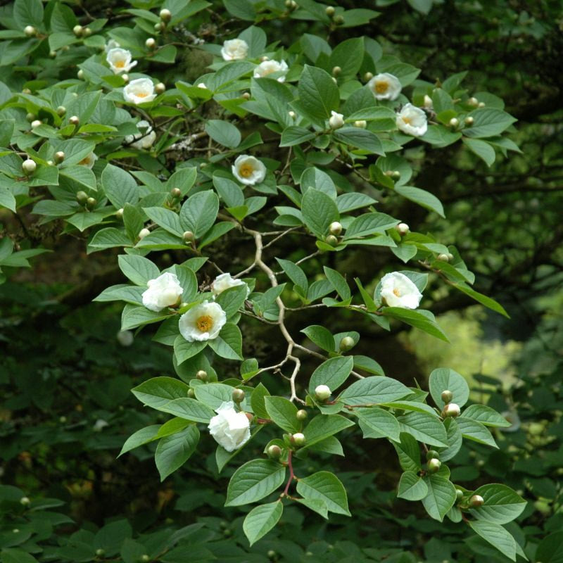 JAPANESE STEWARTIA – Knippel Garden Centre