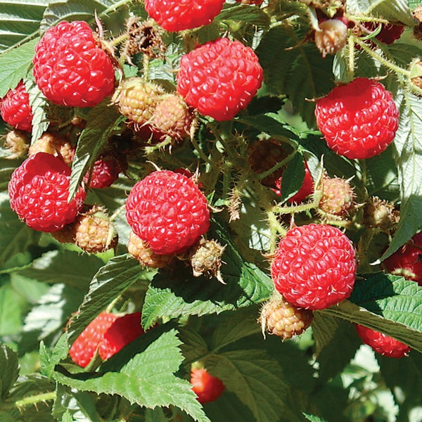 RASPBERRY PATHFINDER – Knippel Garden Centre