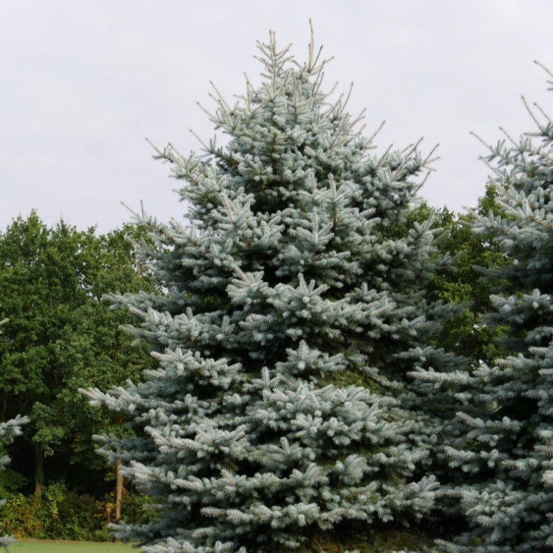 SPRUCE BLUE DIAMOND – Knippel Garden Centre