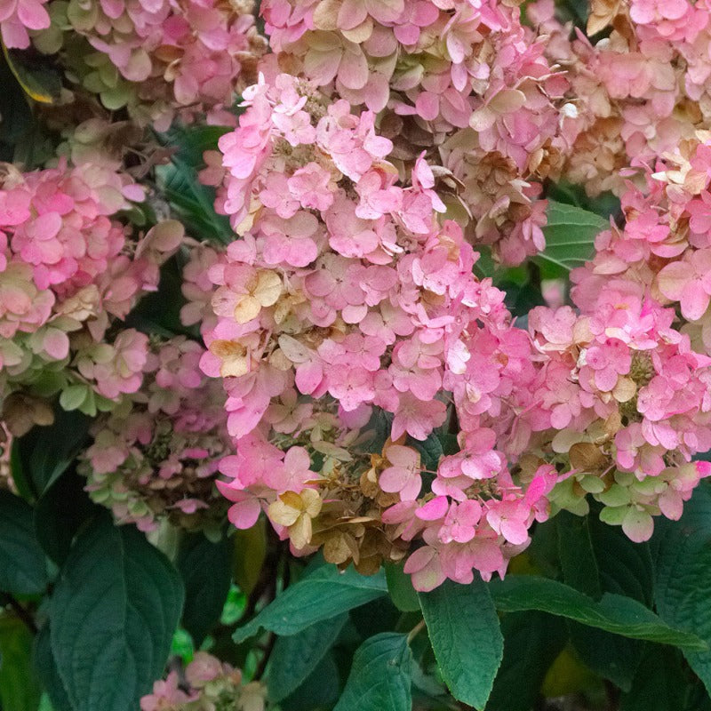 HYDRANGEA PINK DIAMOND – Knippel Garden Centre