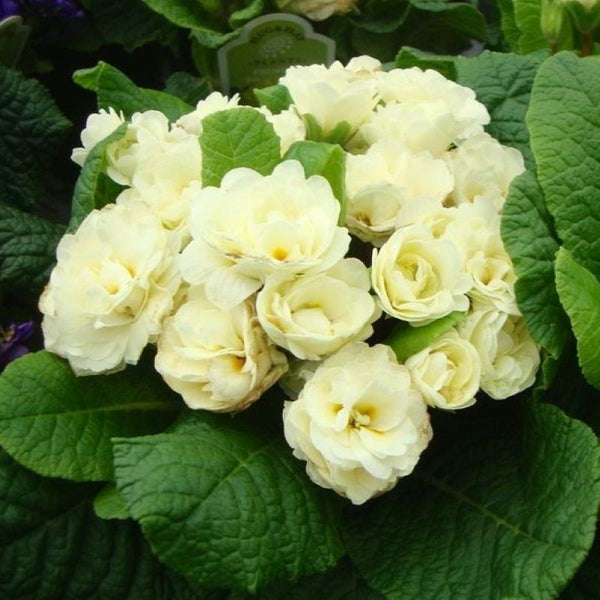 View Early Spring Flowering Perennials – Knippel Garden Centre