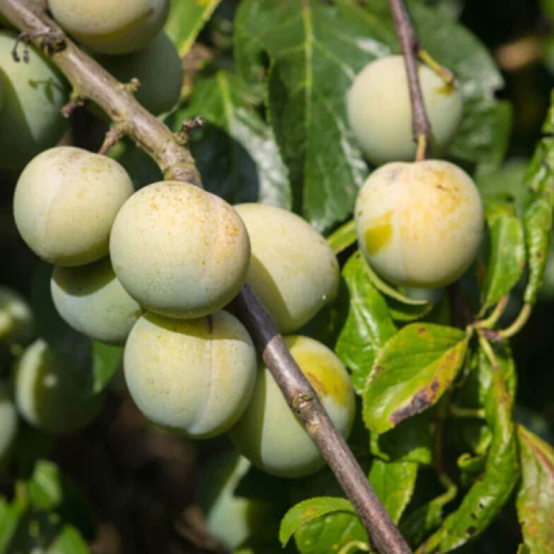 PLUM REINE CLAUDE EUROPEAN – Knippel Garden Centre