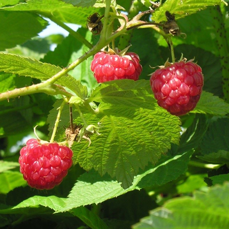 RASPBERRY KILLARNEY – Knippel Garden Centre