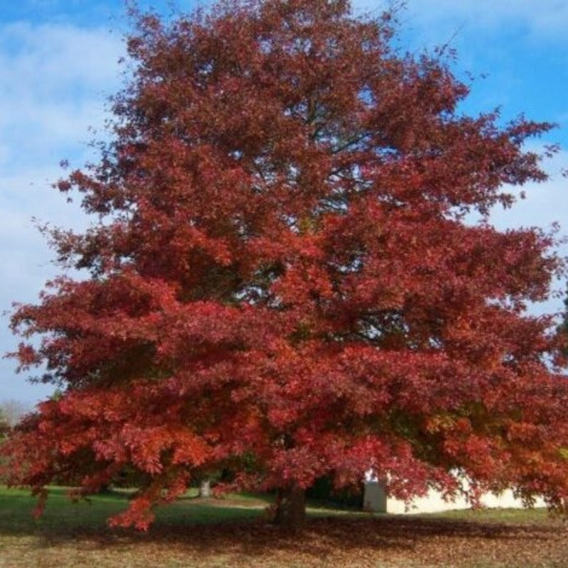 OAK RED – Knippel Garden Centre