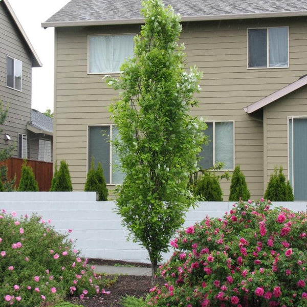 Columnar Trees – Knippel Garden Centre