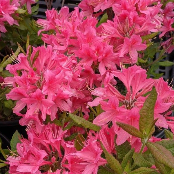 FLOWERING SHRUBS – Knippel Garden Centre