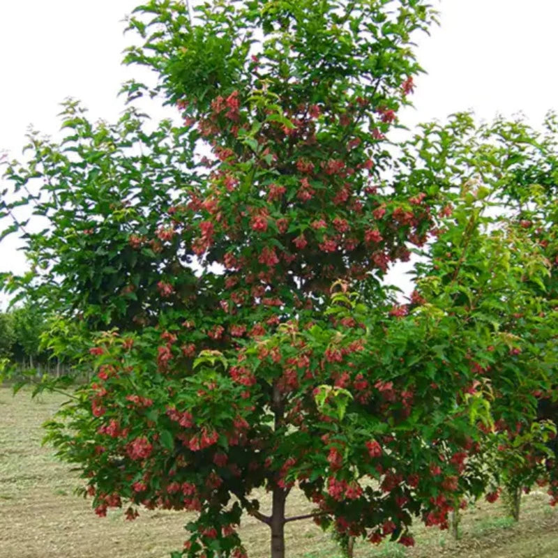 MAPLE AMUR RUBY SPLIPPERS – Knippel Garden Centre