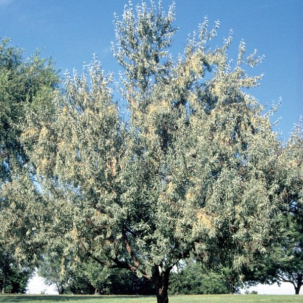 RUSSIAN OLIVE – Knippel Garden Centre