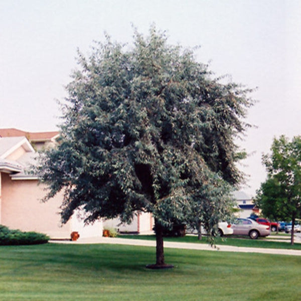 Small Trees - 7 meters or less – Knippel Garden Centre