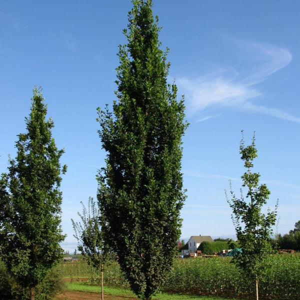 Columnar Trees – Knippel Garden Centre