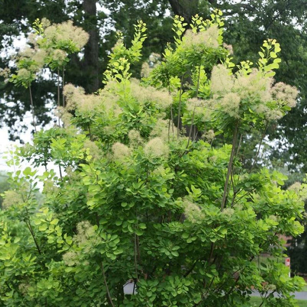 SMOKEBUSH WINECRAFT GOLD – Knippel Garden Centre