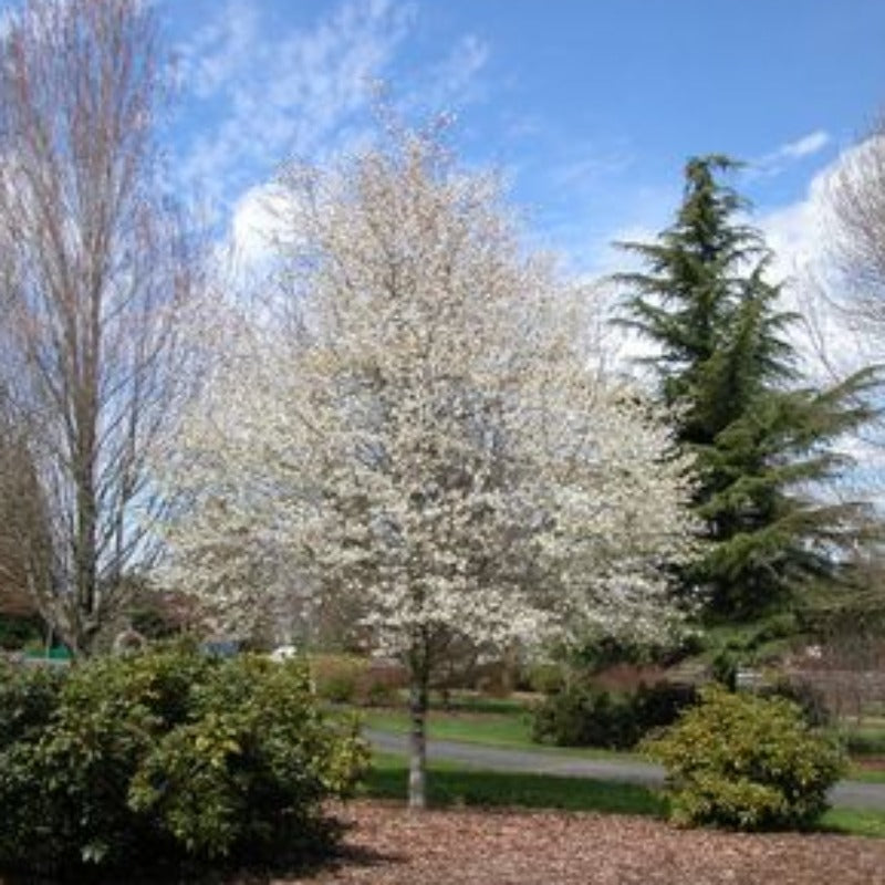 SERVICEBERRY SPRING FLURRY – Knippel Garden Centre