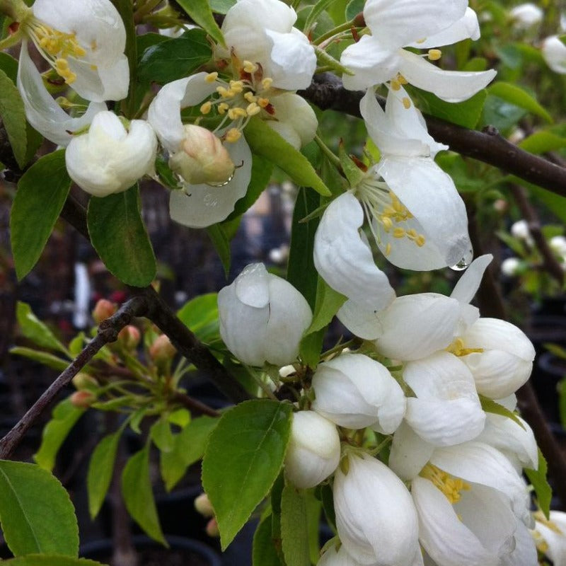 CRABAPPLE SPRING SNOW – Knippel Garden Centre