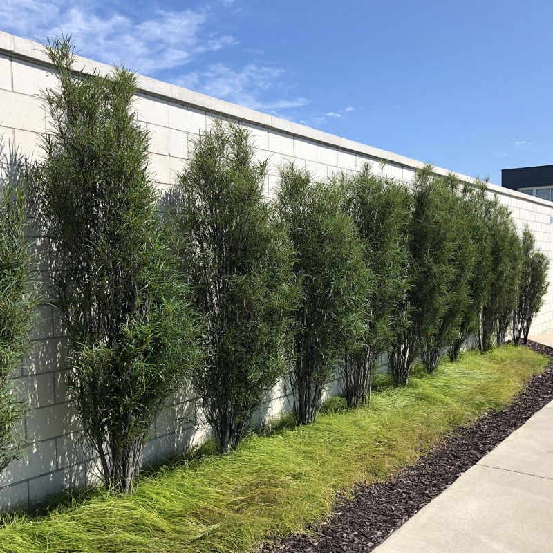 BUCKTHORN STRAIGHT LINE – Knippel Garden Centre
