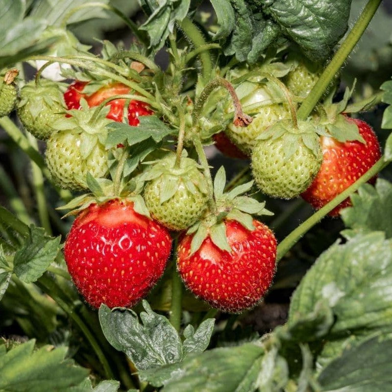 STRAWBERRY SAPPHIRE – Knippel Garden Centre