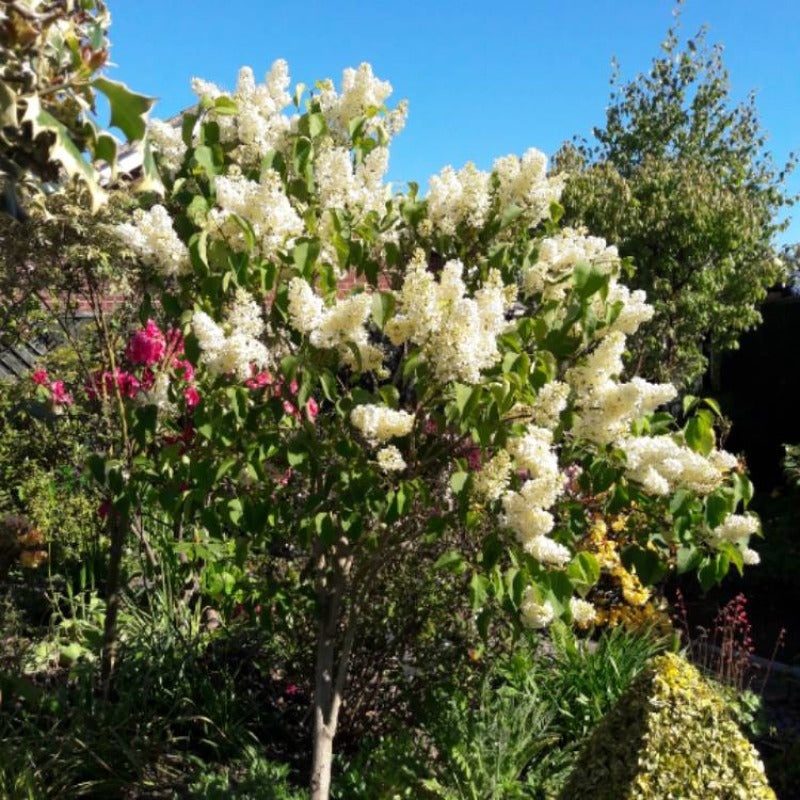 LILAC PRIMROSE – Knippel Garden Centre