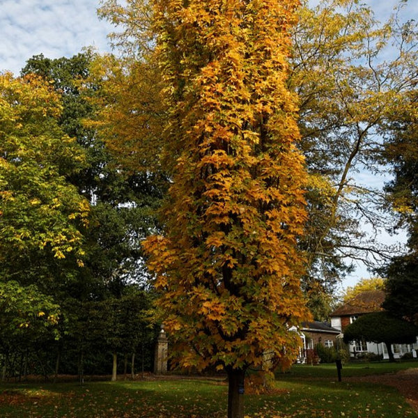 Columnar Trees – Knippel Garden Centre