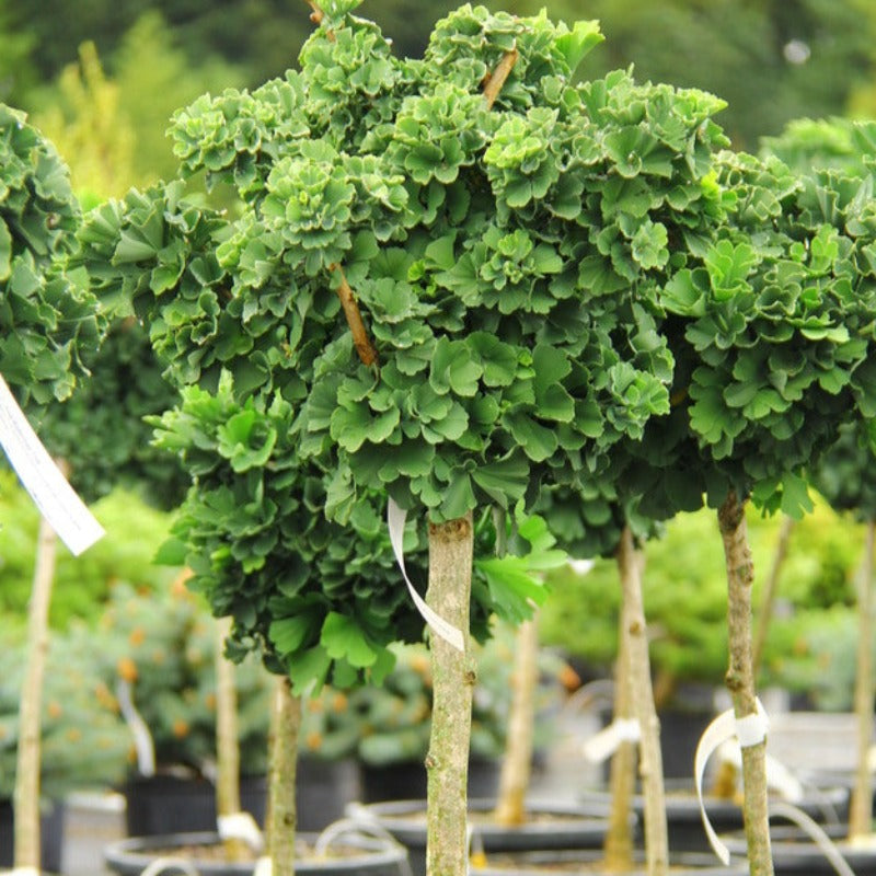 GINKGO TROLL – Knippel Garden Centre