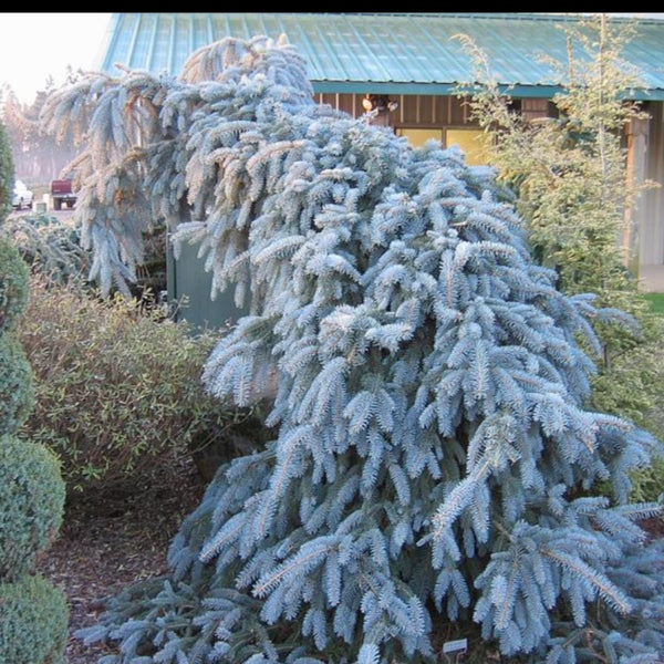 SPRUCE WEEPING BLUE THE BLUES – Knippel Garden Centre
