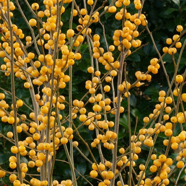 WINTERBERRY BERRY HEAVY GOLD & MR. POPPINS – Knippel Garden Centre