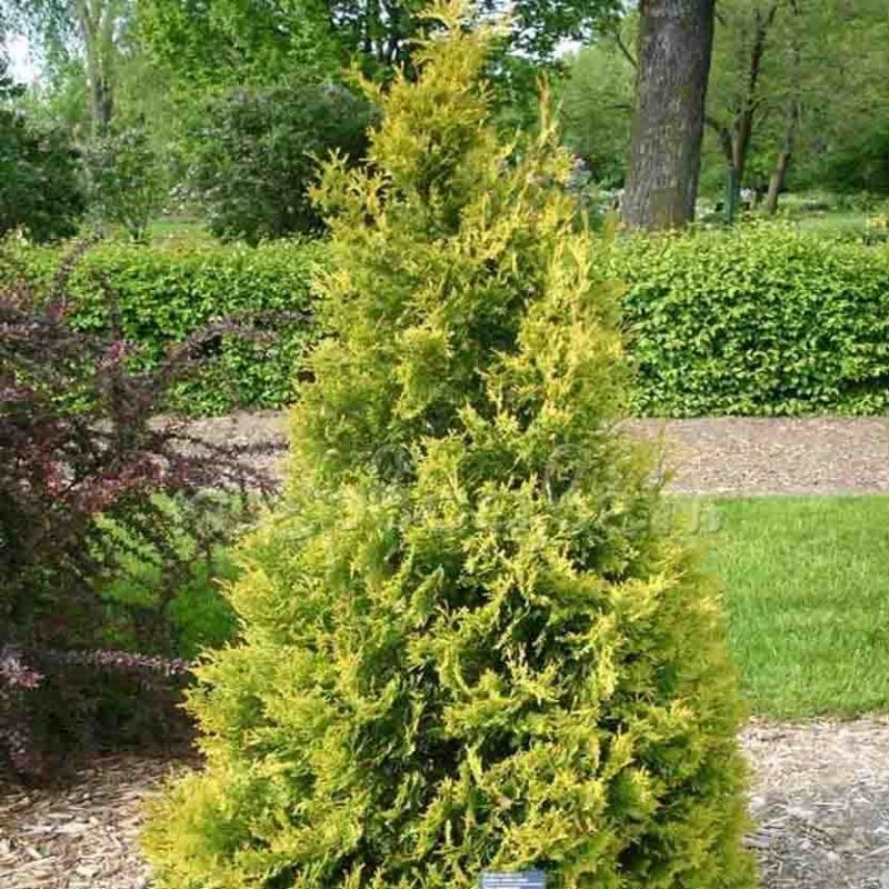 CEDAR YELLOW RIBBON – Knippel Garden Centre